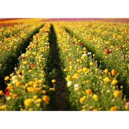 papermoon Fototapete &raquo;Flower Field in San Diego&laquo; glatt bunt Vlies B/L: 1,5m x 1,11m, Bahnen: 7 Stk.