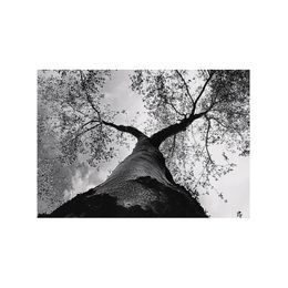 WALLARENA Fototapete Baum in Schwarzwei&szlig; | Gr.: 150 x 105 cm