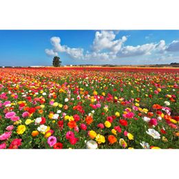 papermoon Fototapete &raquo;Garden Buttercups&laquo; glatt bunt Vlies B/L: 5m x 2,8m, Bahnen: 10 Stk.