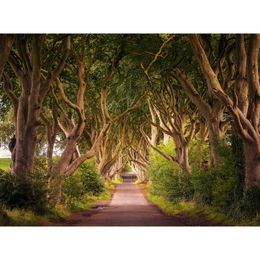 papermoon Fototapete &raquo;Dark Hedges Tree Tunnel&laquo; glatt bunt Vlies B/L: 4m x 2,6m, Bahnen: 8 Stk.