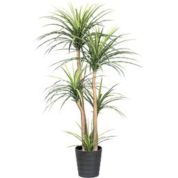 Creativ green Kunstpflanze &raquo;Dracaena&laquo; auf 5 St&auml;mmen gr&uuml;n B/H/L: 160cm, 1 Stk.