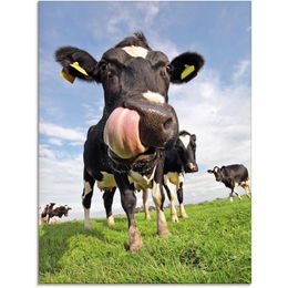 Artland Glasbild &raquo;Holstein-Kuh mit gewaltiger Zunge&laquo; Haustiere 1 Stk. tlg. in verschiedenen Gr&ouml;&szlig;en blau B/H/T: 45cm x 60cm, Glasbild Haustiere, 1 Stk.