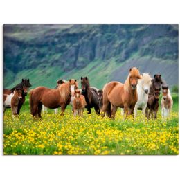 Artland Wandbild &raquo;Isl&auml;ndische Pferde VII&laquo; Haustiere 1 Stk. tlg. als Leinwandbild, Poster in verschied. Gr&ouml;&szlig;en gr&uuml;n Leinwand B/H/T: 80cm x 60cm, Leinwandbild 