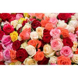 papermoon Fototapete &raquo;Roses&laquo; glatt bunt Vlies B/L: 4m x 2,6m, Bahnen: 8 Stk.