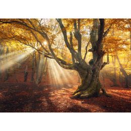 papermoon Fototapete &raquo;Magical Old Trees Autumn Forest&laquo; glatt bunt Vlies B/L: 1,5m x 1,11m, Bahnen: 7 Stk.