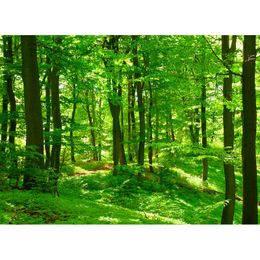 papermoon Fototapete &raquo;Forest in Spring&laquo; glatt bunt Vlies B/L: 1,5m x 1,11m, Bahnen: 7 Stk.