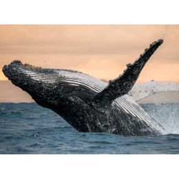 papermoon Fototapete &raquo;Humpback Whale&laquo; glatt bunt Vlies B/L: 1,5m x 1,11m, Bahnen: 7 Stk.