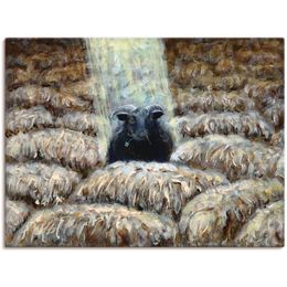 Artland Leinwandbild &raquo;Schwarzes Schaf&laquo; Haustiere 1 Stk. tlg. auf Holzrahmen gespannt braun Leinwand B/H/T: 120cm x 90cm, Leinwandbild Haustiere, 1 Stk.