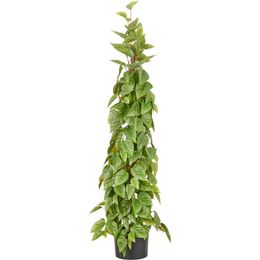 Creativ green Kunstbaum &raquo;Philodendron scandens&laquo; in Pyramidenform gr&uuml;n Obermaterial: 100% Kunststoff B/H/L: 125cm, 1 Stk.
