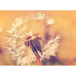 Livingwalls living walls Fototapete &raquo;Designwalls Dandelion 1&laquo; glatt Vlies, Wand, Schr&auml;ge, Decke orange Vlies B/L: 3,5m x 2,55m