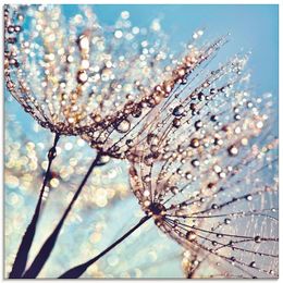 Artland Glasbild &raquo;Pusteblume Tr&ouml;pfchenf&auml;nger&laquo; Blumen 1 Stk. tlg. in verschiedenen Gr&ouml;&szlig;en blau B/H/T: 40cm x 40cm, Glasbild Blumen quadratisch, 1 Stk.