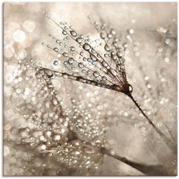 Artland Leinwandbild &raquo;Pusteblume Tautropfen&laquo; Blumen 1 Stk. tlg. auf Holzrahmen gespannt beige B/H/T: 70cm x 70cm, Leinwandbild Blumen, 1 Stk.