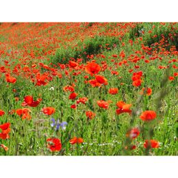 papermoon Fototapete &raquo;Red Poppa Field&laquo; glatt bunt Vlies B/L: 3,5m x 2,6m, Bahnen: 7 Stk.