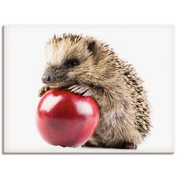 Artland Leinwandbild &raquo;Gl&uuml;cklicher Igel&laquo; Wildtiere 1 Stk. tlg. auf Holzrahmen gespannt wei&szlig; Leinwand B/H/T: 40cm x 30cm, Leinwandbild Wildtiere Querformat, 1 