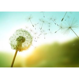 papermoon Fototapete &raquo;Dandelion in the Wind&laquo; glatt bunt Vlies B/L: 2,5m x 1,86m, Bahnen: 5 Stk.