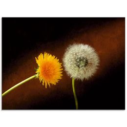 Artland Glasbild &raquo;Pusteblume L&ouml;wenzahn&laquo; Blumen 1 Stk. tlg. in verschiedenen Gr&ouml;&szlig;en braun B/H/T: 60cm x 45cm, Glasbild Blumen Querformat, 1 Stk.