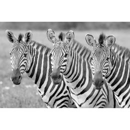 papermoon Fototapete &raquo;Zebras Schwarz & Wei&szlig;&laquo; bunt Vlies B/L: 5m x 2,8m, Rollen: 1