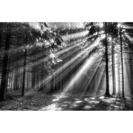 papermoon Fototapete &raquo;Wood Glade&laquo; glatt bunt Vlies B/L: 2,5m x 1,86m