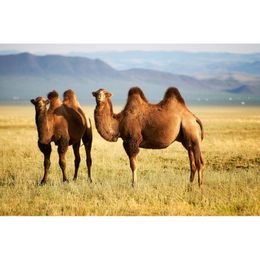papermoon Fototapete &raquo;Mongolian Camels&laquo; glatt bunt Vlies B/L: 3m x 2,23m, Bahnen: 6 Stk.