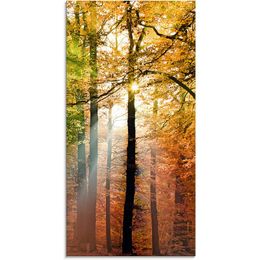 Artland Glasbild &raquo;Sch&ouml;ner Herbsttag 2&laquo; Wald 1 Stk. tlg. in verschiedenen Gr&ouml;&szlig;en braun B/H/T: 30cm x 60cm, Glasbild Wald, 1 Stk.