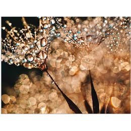 Artland Wandbild &raquo;Pusteblume Goldschimmer&laquo; Blumen 1 Stk. tlg. als Alubild, Leinwandbild, Poster in verschied. Gr&ouml;&szlig;en gold B/H/T: 60cm x 45cm, Alu-Dibond-Druck