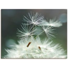 Artland Wandbild &raquo;Pusteblume Facility&laquo; Blumen 1 Stk. tlg. als Alubild, Leinwandbild, Poster in verschied. Gr&ouml;&szlig;en wei&szlig; B/H/T: 40cm x 30cm, Leinwandbild Blumen,