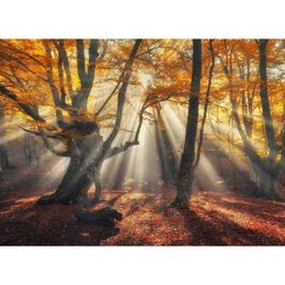papermoon Fototapete &raquo;Magical Old Trees&laquo; glatt bunt Vlies B/L: 4m x 2,6m, Bahnen: 8 Stk.
