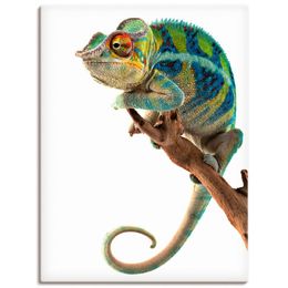 Artland Leinwandbild &raquo;Ambanja Panther Cham&auml;leon&laquo; Reptilien 1 Stk. tlg. auf Holzrahmen gespannt wei&szlig; Leinwand B/H/T: 60cm x 80cm, Leinwandbild Reptilien 