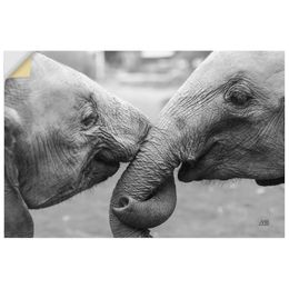 Artland Wandbild &raquo;Besties&laquo; Elefanten Bilder 1 Stk. tlg. als Alubild, Leinwandbild, Poster, Wandaufkleber in verschied. Gr&ouml;&szlig;en schwarz-wei&szlig; Vinyl B/H/T: 120cm 