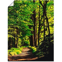 Artland Wandbild &raquo;Weg im Wald&laquo; Wald 1 Stk. tlg. als Leinwandbild, Poster in verschied. Gr&ouml;&szlig;en gr&uuml;n B/H/T: 90cm x 120cm, Poster Wald, 1 Stk.