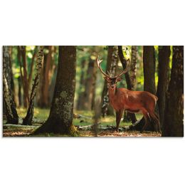 Artland Glasbild &raquo;Hirsch 4 - Wald&laquo; Wildtiere 1 Stk. tlg. in verschiedenen Gr&ouml;&szlig;en gr&uuml;n B/H/T: 100cm x 50cm, Glasbild Wildtiere, 1 Stk.