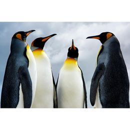 papermoon Fototapete &raquo;King Pinguins&laquo; glatt bunt Vlies B/L: 2m x 1,49m, Bahnen: 4 Stk.