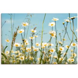 Artland Leinwandbild &raquo;Margeriten vor Sommer Himmel&laquo; Blumenbilder 1 Stk. tlg. auf Holzrahmen gespannt beige Leinwand B/H/T: 30cm x 20cm, Leinwandbild 