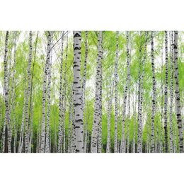 papermoon Fototapete &raquo;Birch Forest&laquo; matt bunt Vlies B/L: 2,5m x 1,8m
