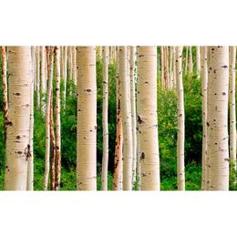 papermoon Fototapete &raquo;Aspen Woods in Summer&laquo; glatt bunt Vlies B/L: 4m x 2,6m, Bahnen: 8 Stk.