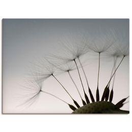 Artland Leinwandbild &raquo;Pusteblumen-Samen I&laquo; Blumen 1 Stk. tlg. auf Holzrahmen gespannt grau B/H/T: 40cm x 30cm, Leinwandbild Blumen Querformat, 1 Stk.