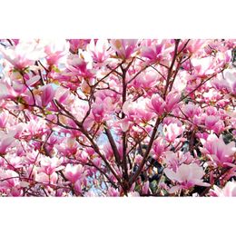 papermoon Fototapete &raquo;Bl&uuml;hende Magnolie&laquo; bunt Vlies B/L: 3m x 2,23m, Bahnen: 6 Stk.
