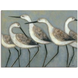 Artland Wandbild &raquo;K&uuml;stenv&ouml;gel I&laquo; V&ouml;gel 1 Stk. tlg. als Leinwandbild, Poster in verschied. Gr&ouml;&szlig;en grau B/H/T: 60cm x 45cm, Leinwandbild V&ouml;gel Querformat, 1 Stk