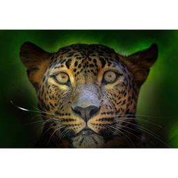 papermoon Fototapete &raquo;JAGUAR-PUMA TIGER L&Ouml;WE GEPARD DSCHUNGEL TIERE NATUR&laquo; bunt Vlies B/L: 4,5m x 2,8m, Bahnen: 9 Stk.
