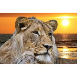 papermoon Fototapete &raquo;Lion in Sunset&laquo; glatt bunt Vlies B/L: 1,5m x 1,11m, Bahnen: 7 Stk.