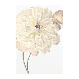 Komar Bild &raquo;Illustration Dahlia&laquo; Blumen 1 Stk. tlg. Wandbild zur Dekoration - ohne Rahmen bunt Holz, Papier B/H/T: 30cm x 40cm, Blumen, 1 Stk.