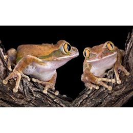 papermoon Fototapete &raquo;Froschliebe mit gro&szlig;en Augen&laquo; bunt Vlies B/L: 3,5m x 2,6m, Rollen: 1