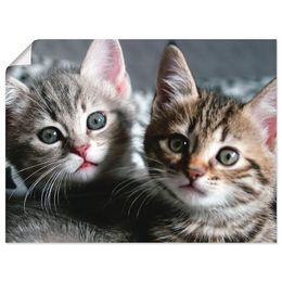 Artland Wandbild &raquo;Katze&laquo; Haustiere 1 Stk. tlg. als Leinwandbild, Poster in verschied. Gr&ouml;&szlig;en grau B/H/T: 60cm x 45cm, Poster Haustiere Querformat, 1 Stk.