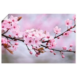 Artland Wandbild &raquo;Kirschbl&uuml;ten&laquo; Blumen 1 Stk. tlg. als Alubild, Leinwandbild, Poster in verschied. Gr&ouml;&szlig;en pink B/H/T: 90cm x 60cm, Poster Blumen Querformat, 1