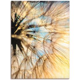 Artland Leinwandbild &raquo;Pusteblume Poesie&laquo; Blumen 1 Stk. tlg. auf Holzrahmen gespannt gold Leinwand B/H/T: 45cm x 60cm, Leinwandbild Blumen, 1 Stk.