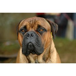 papermoon Fototapete &raquo;Bullmastiff-Portr&auml;t&laquo; bunt Vlies B/L: 3m x 2,2m, Rollen: 1