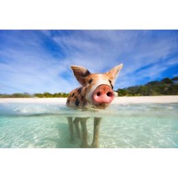 papermoon Fototapete &raquo;FERKEL-SCHWEIN TIER SCHWIMMEN HUMOR STRAND S&Uuml;DSEE PALME&laquo; bunt Vlies B/L: 4m x 2,6m, Bahnen: 8 Stk.