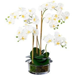 Creativ green Kunstorchidee &raquo;Phalaenopsis im Glas&laquo; wei&szlig; Obermaterial: 100% Polyethylen B/H/L: 50cm, 1 Stk.