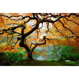 papermoon Fototapete &raquo;Autumn Maple Tree&laquo; glatt bunt Vlies B/L: 3m x 2,23m, Bahnen: 6 Stk.