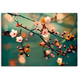 Artland Wandbild &raquo;Japanische Kirsch Sakura Blumen&laquo; Blumen 1 Stk. tlg. als Leinwandbild, Poster in verschied. Gr&ouml;&szlig;en blau Leinwand B/H/T: 100cm x 70cm, 